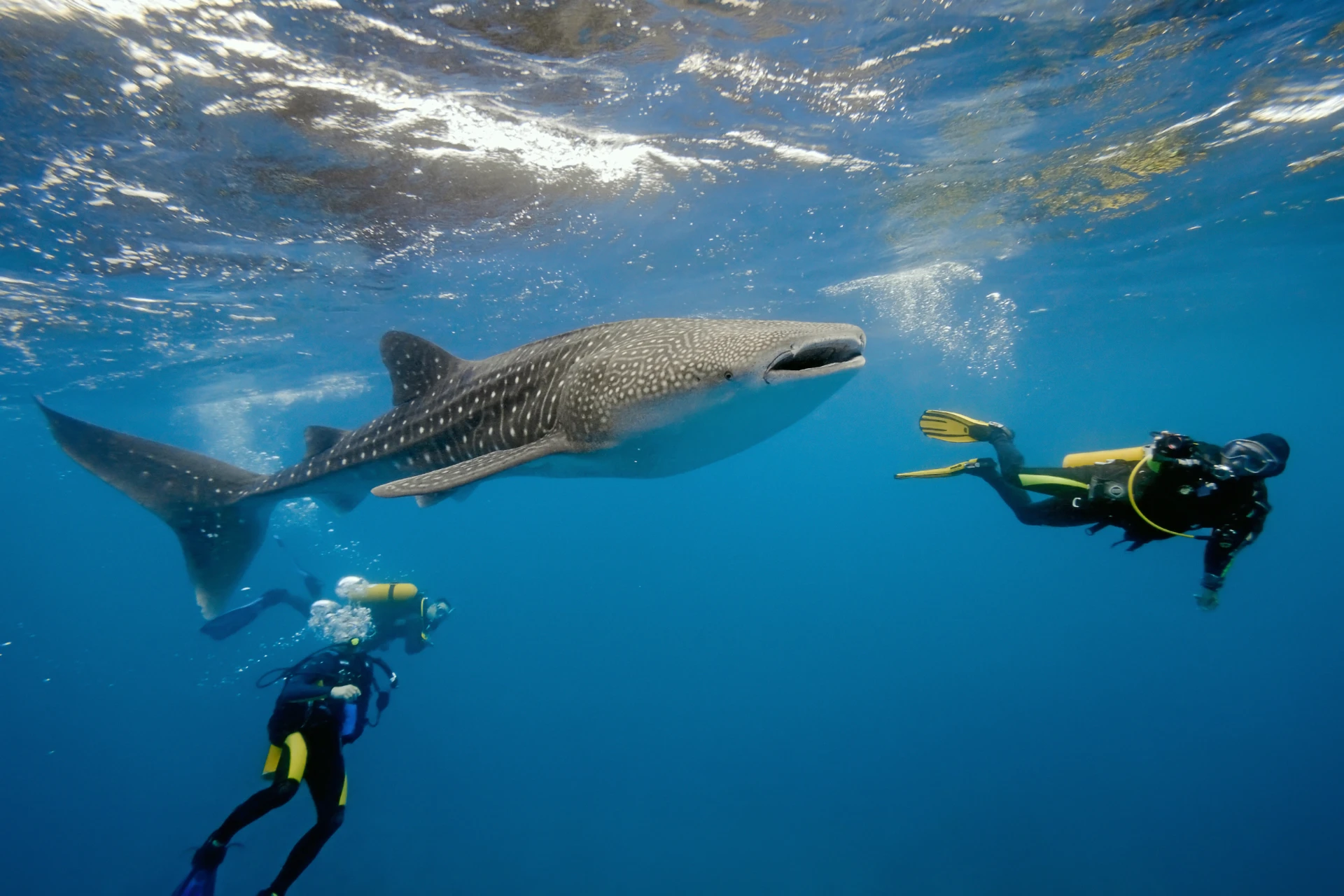 Discover the Best Scuba Diving Spots in the Philippines: A Diver’s ...