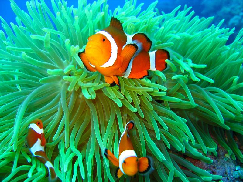 Exploring the World of Clownfish: Types and Where to Find Them ...